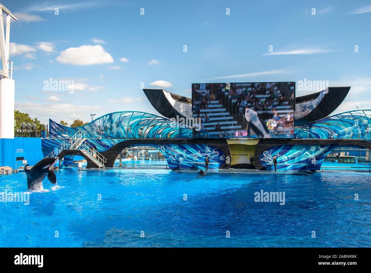 Orlando, Florida. November 22. 2019. Spectacular killer whale jumping ...