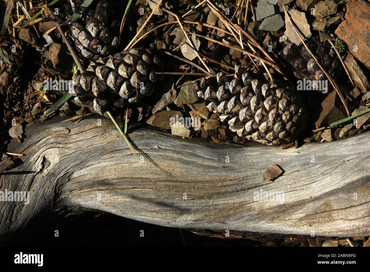 Pine Cone Background Stock Photo - Alamy