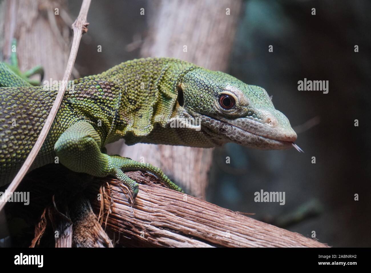 Emerald tree monitor Stock Photo - Alamy