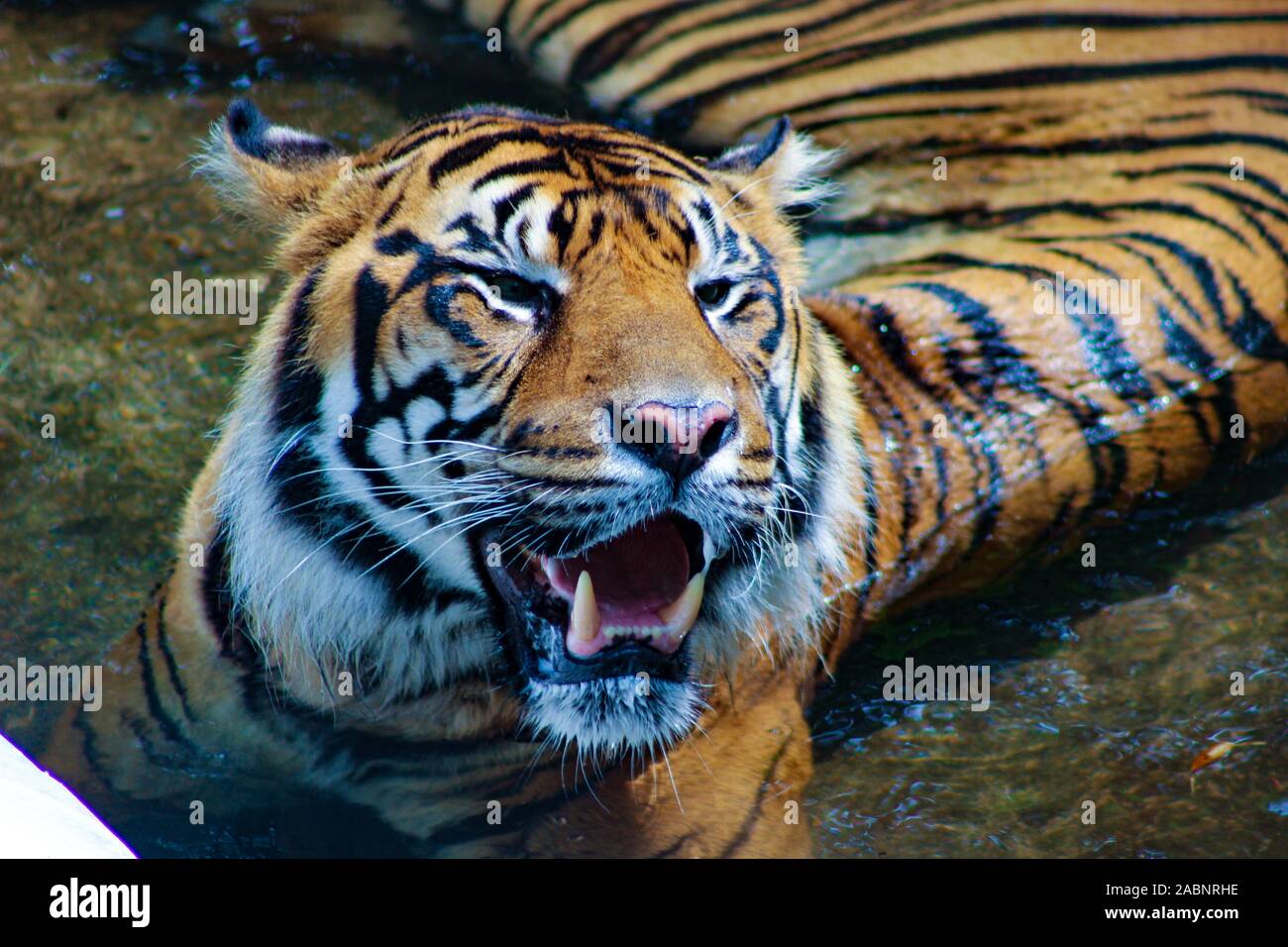Amur tiger lying and looking forward Stock Photo - Alamy