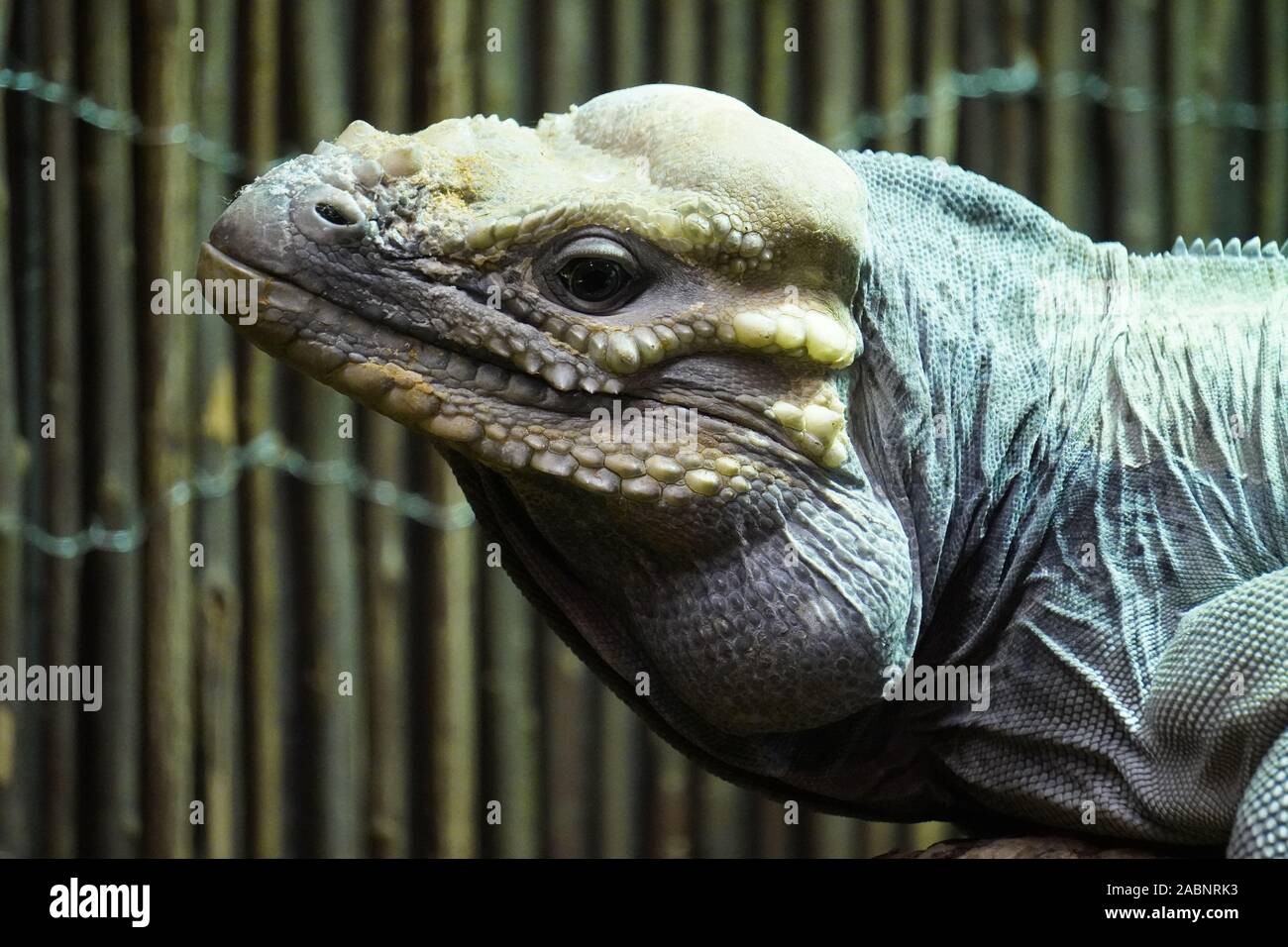 Iguana face hi-res stock photography and images - Alamy