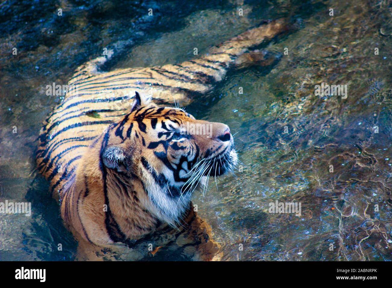 Wild tiger full body beauty hi-res stock photography and images - Alamy