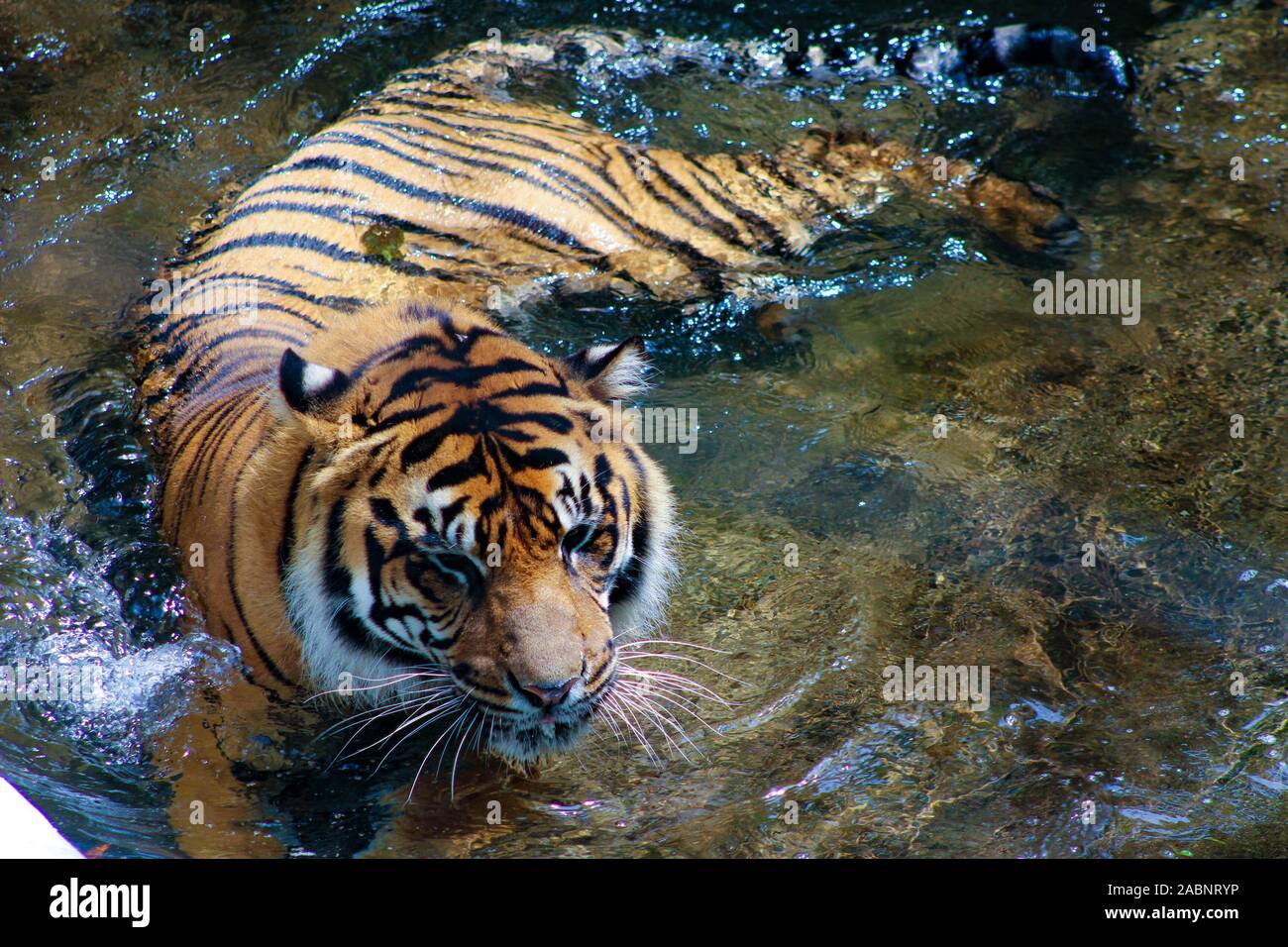 Amur tiger lying and looking forward Stock Photo - Alamy
