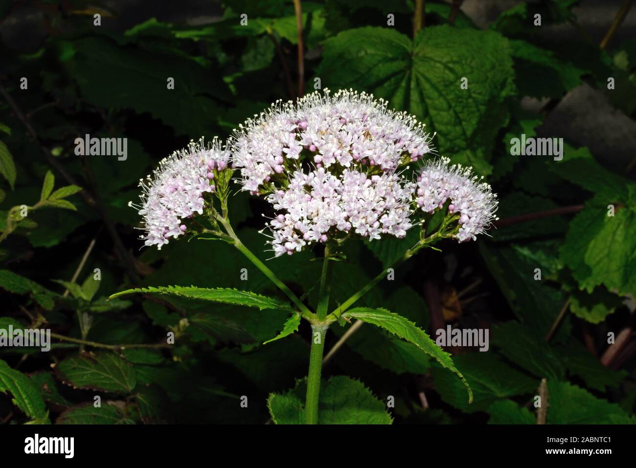Plant of the cordillera cantabrica hi-res stock photography and images ...