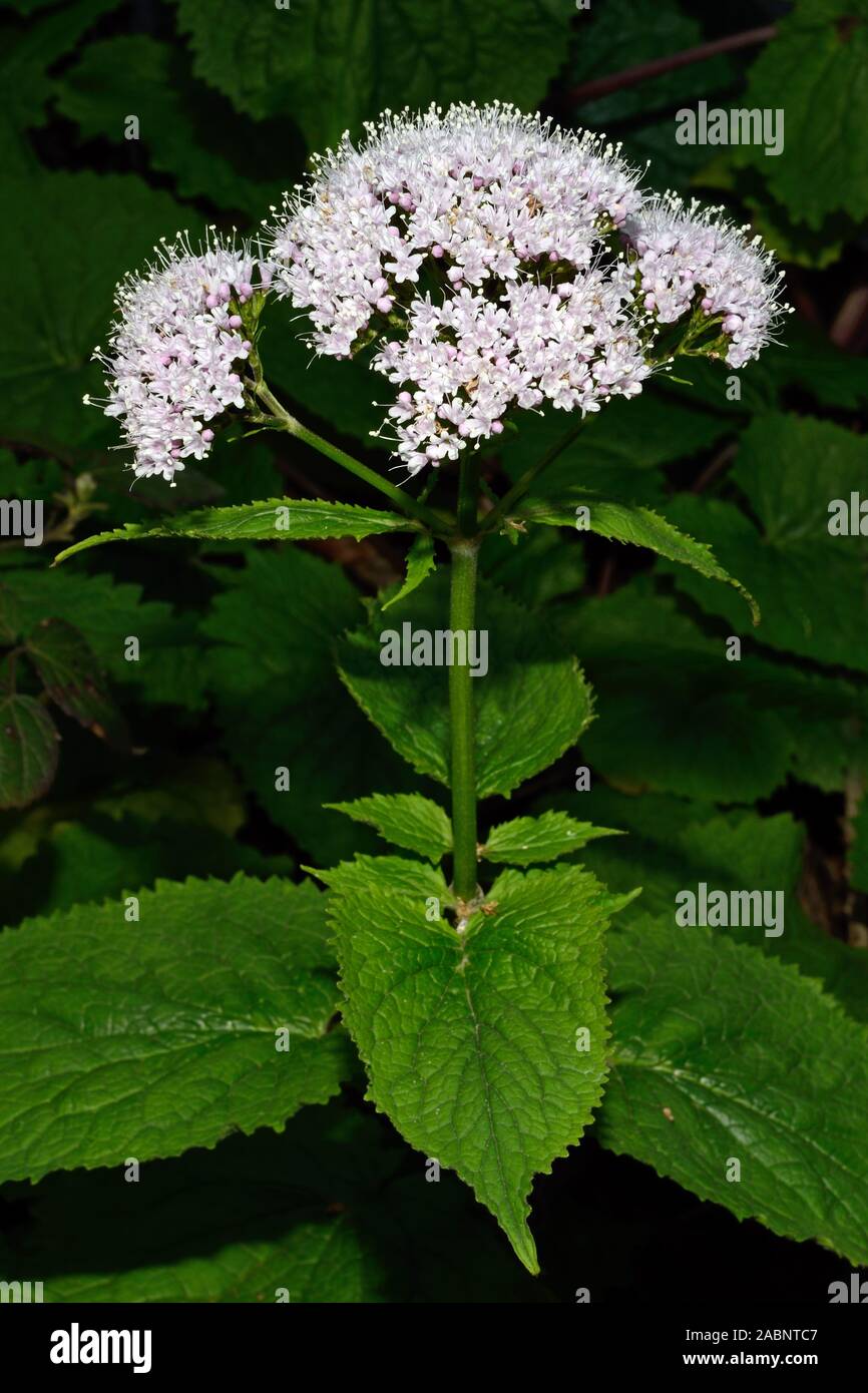 Cordillera cantabrica hi-res stock photography and images - Alamy