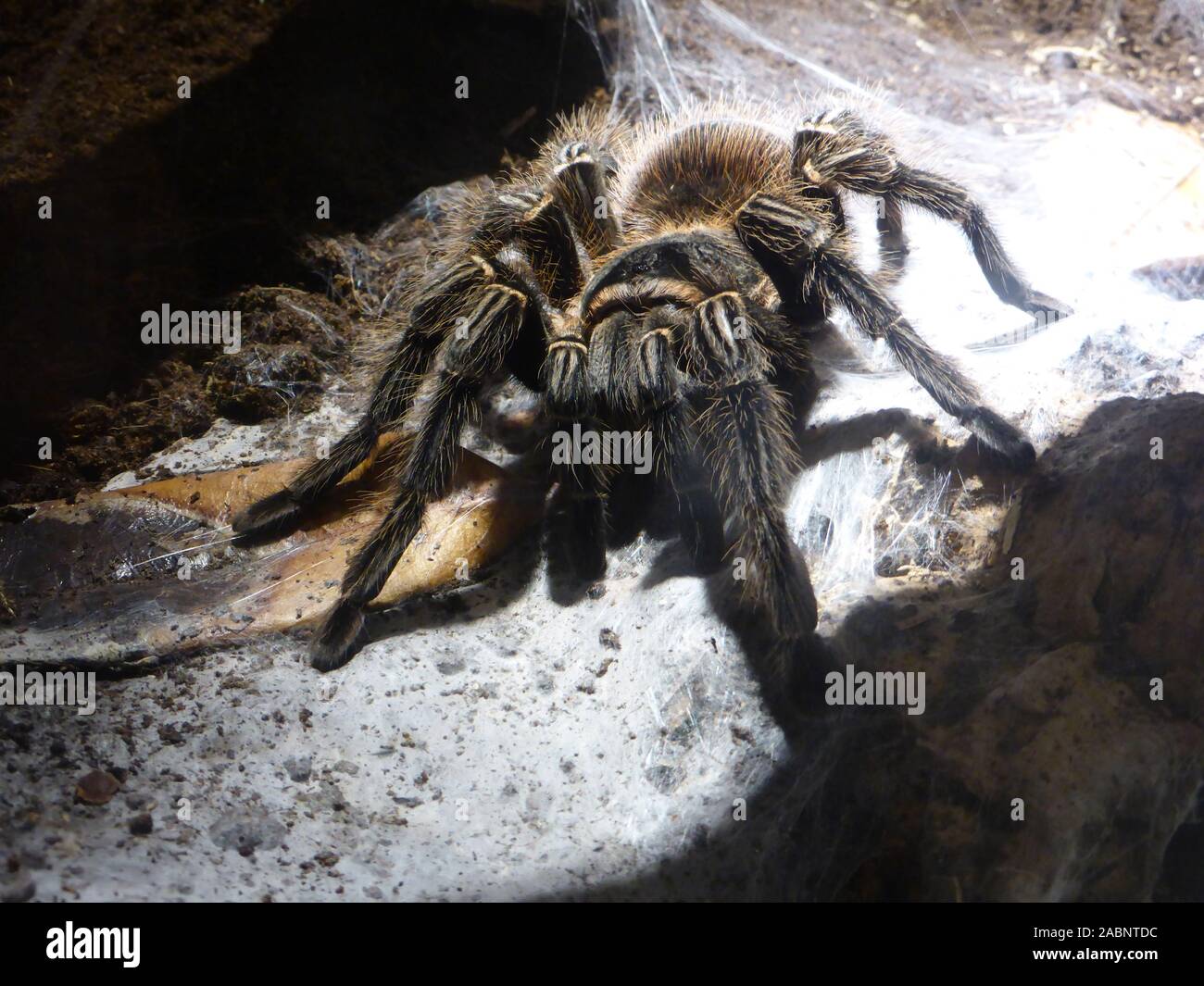 Goliath bird eating spider fangs hi-res stock photography and images ...