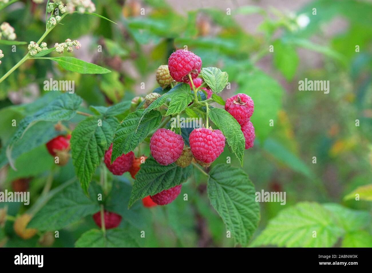Raspberries in garden. Red sweet berries growing on raspberry bush in ...