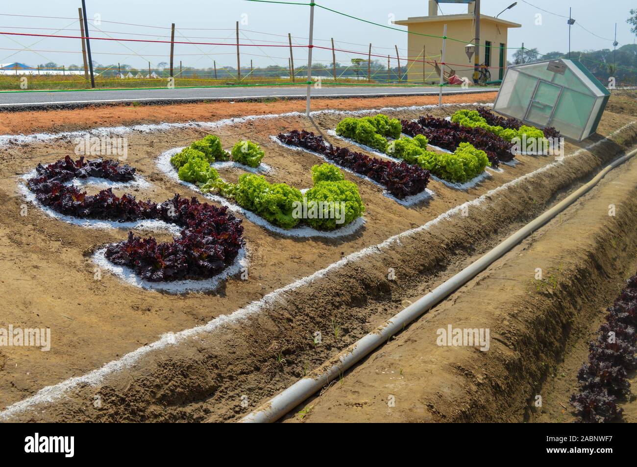 A letter of green and purple cabbage Stock Photo - Alamy