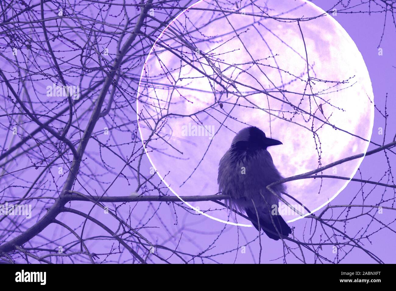 Raven on a tree. Full moon behind Stock Photo - Alamy