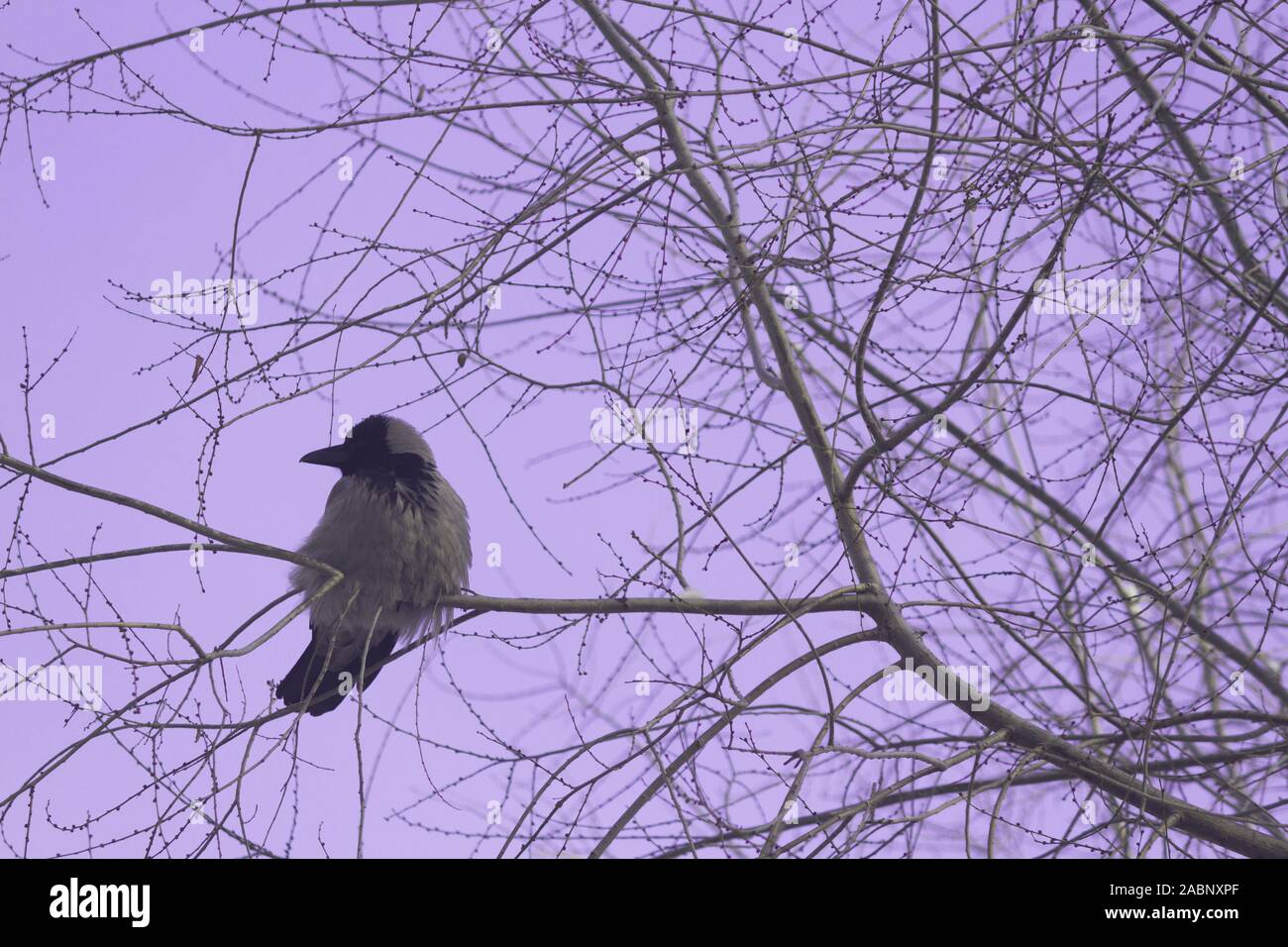 Raven on a tree. Full moon behind Stock Photo - Alamy
