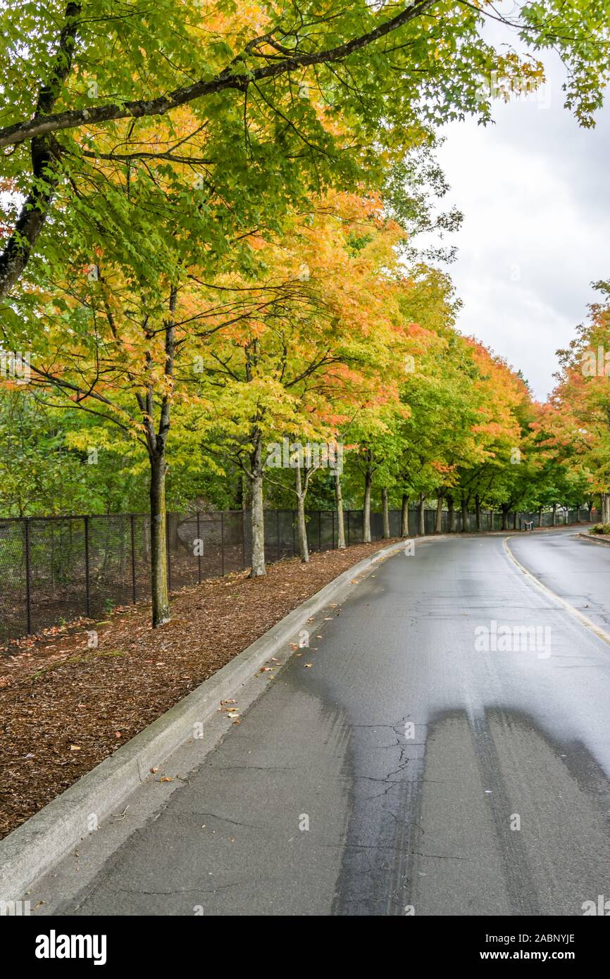 Autumn colors on roadside tree at Gene Coulon Park in Renton, Washington Stock Photo - Alamy