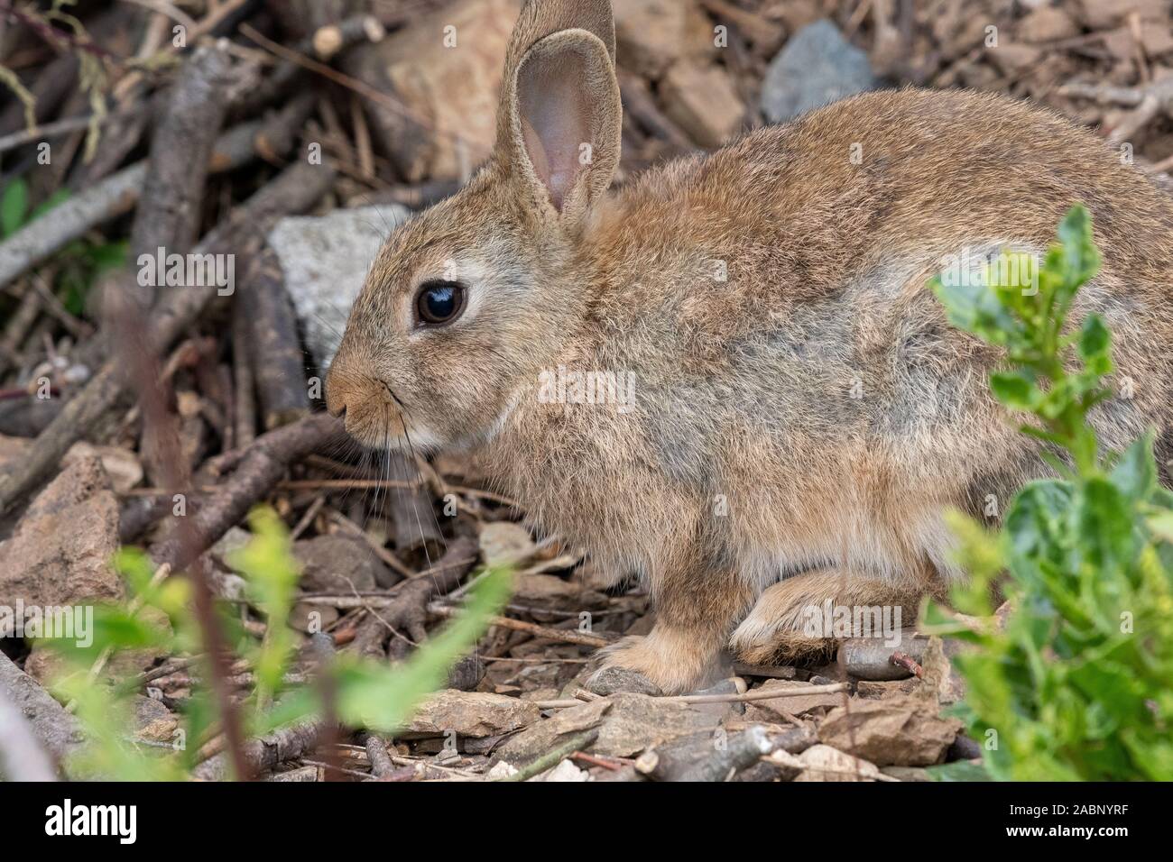 Fluffy lizard hi-res stock photography and images - Alamy
