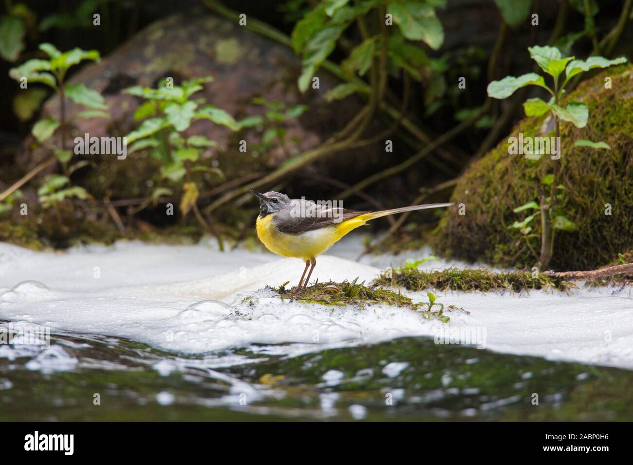 Rivulet hi-res stock photography and images - Alamy