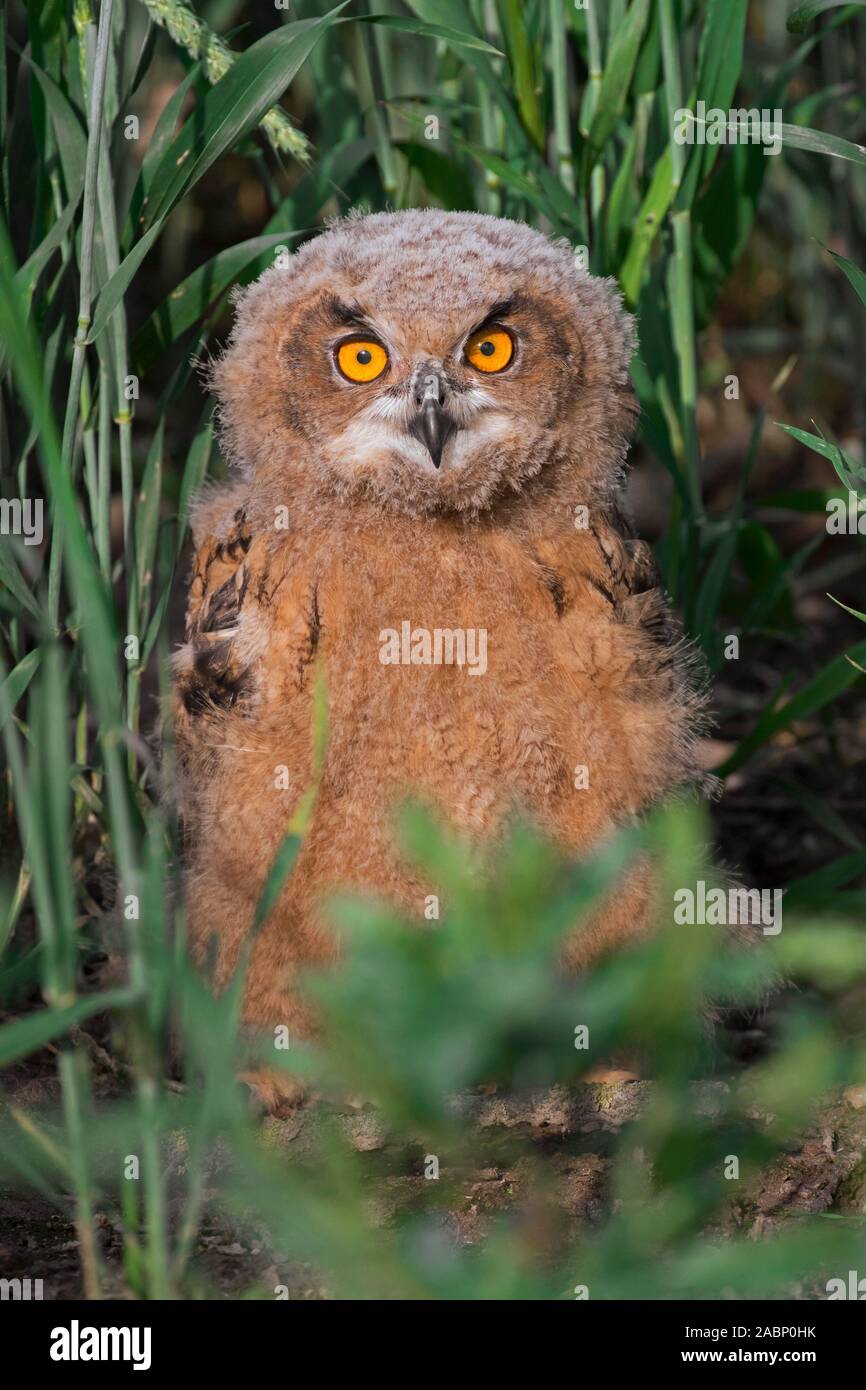 Eurasian eagle-owl / young European eagle-owl (Bubo bubo) owlet sitting ...