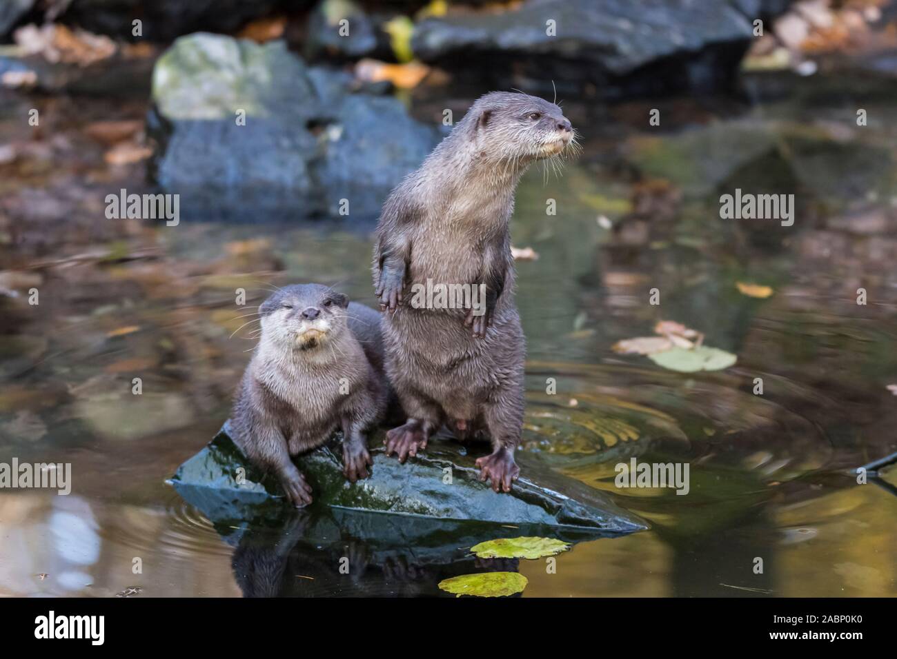 Otter standing hi-res stock photography and images - Alamy
