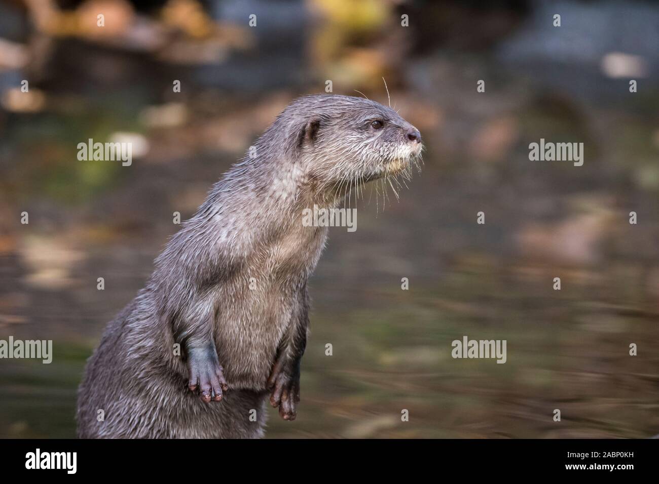 Otter standing upright looking out over water, close-up view Stock ...