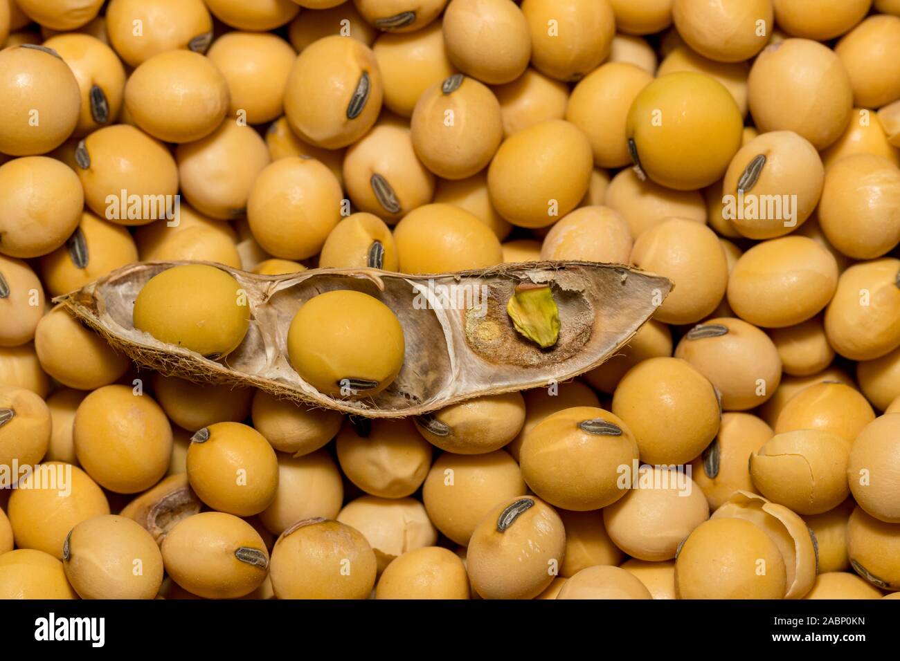 Soybean seeds hi-res stock photography and images - Alamy