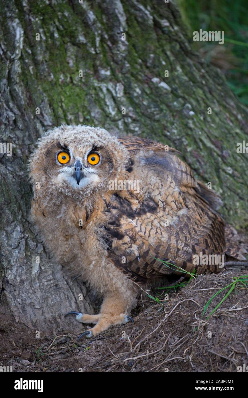 Eurasian eagle-owl / young European eagle-owl (Bubo bubo) owlet sitting ...