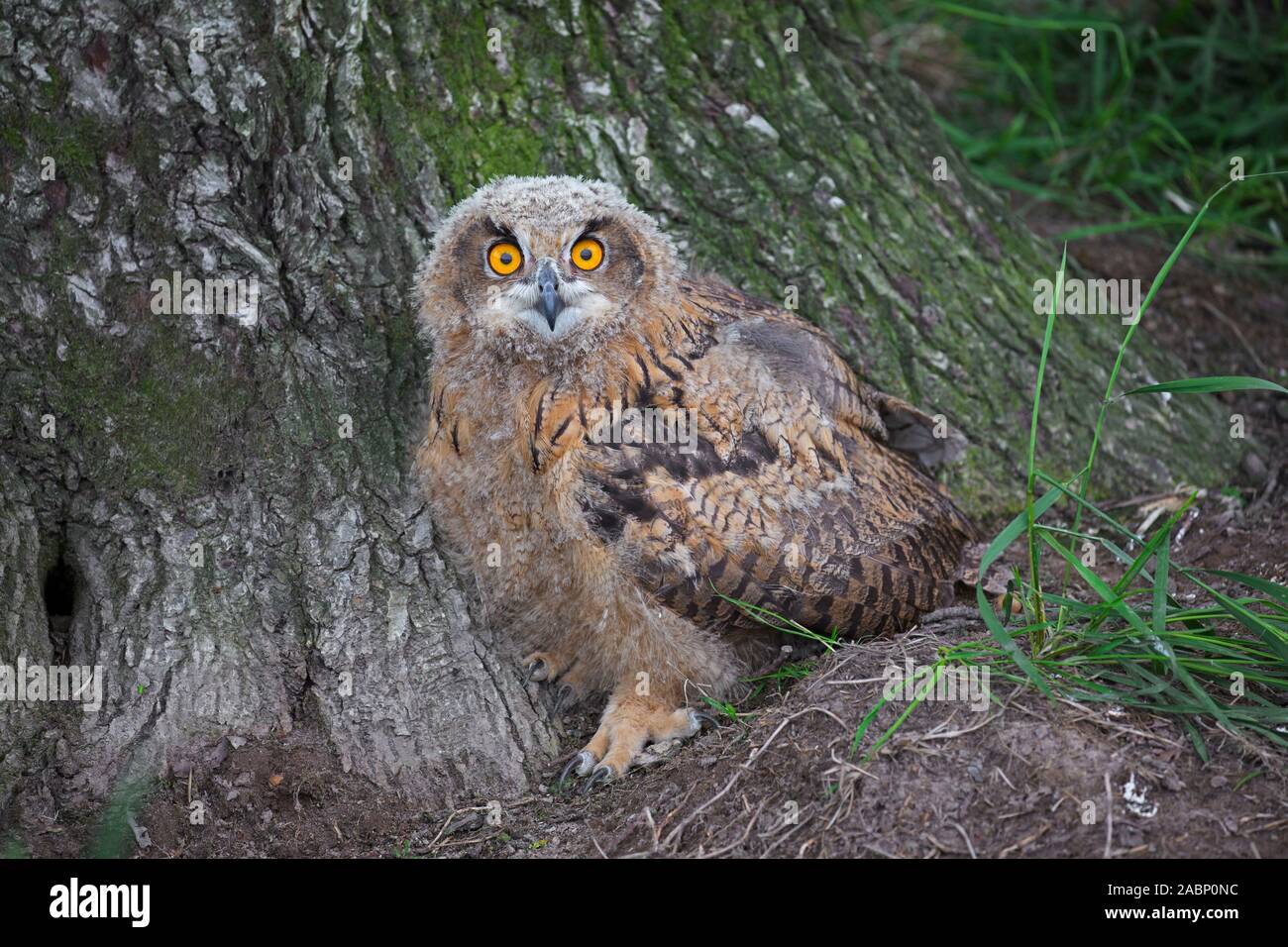 Eurasian eagle-owl / young European eagle-owl (Bubo bubo) owlet sitting ...