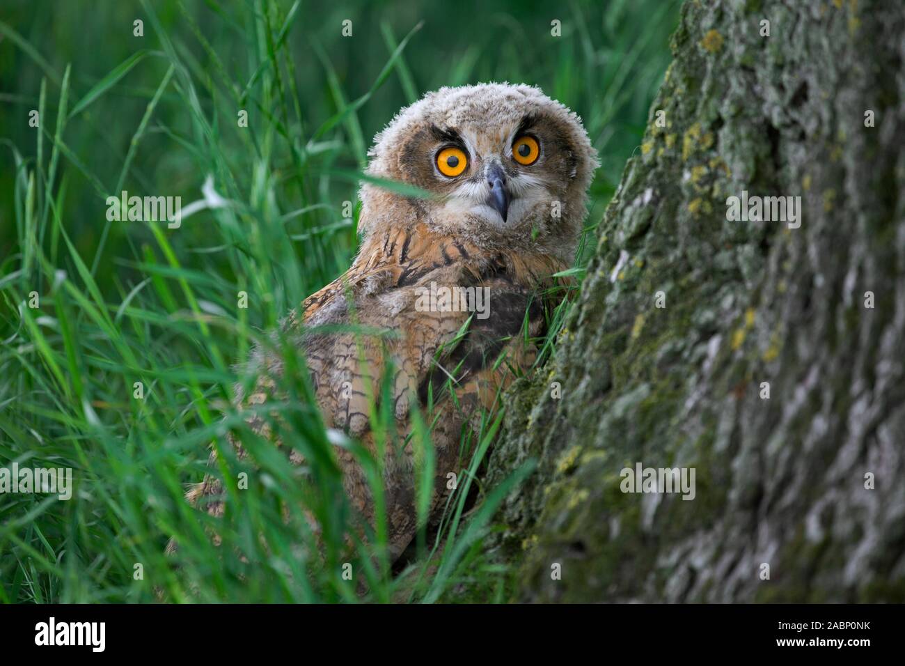 Eurasian eagle-owl / young European eagle-owl (Bubo bubo) owlet sitting ...