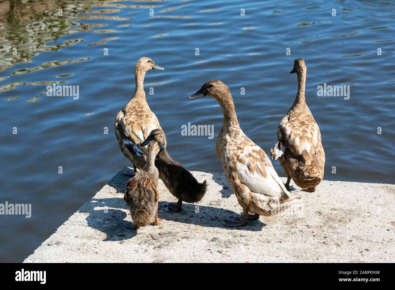 Two young ducks hi-res stock photography and images - Alamy