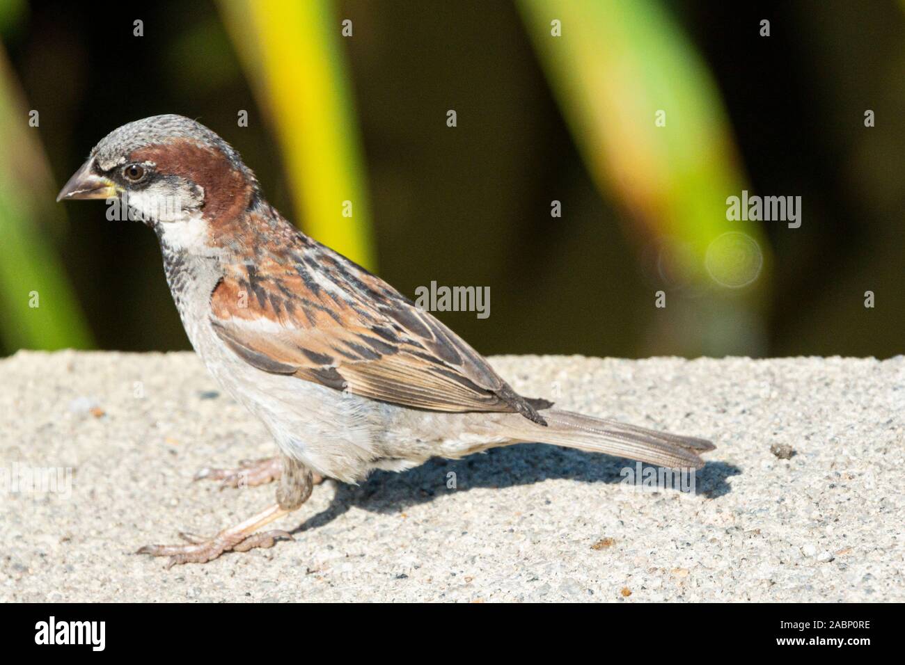 Passer domesticus p domesticus hi-res stock photography and images - Alamy