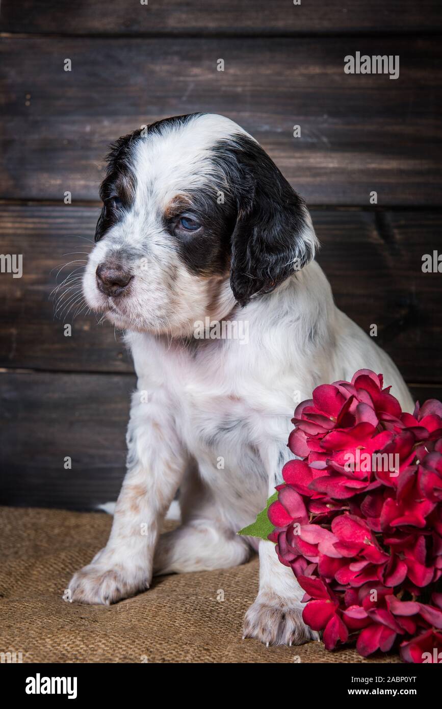 Cute English Setter puppy dog studio portrait Stock Photo - Alamy