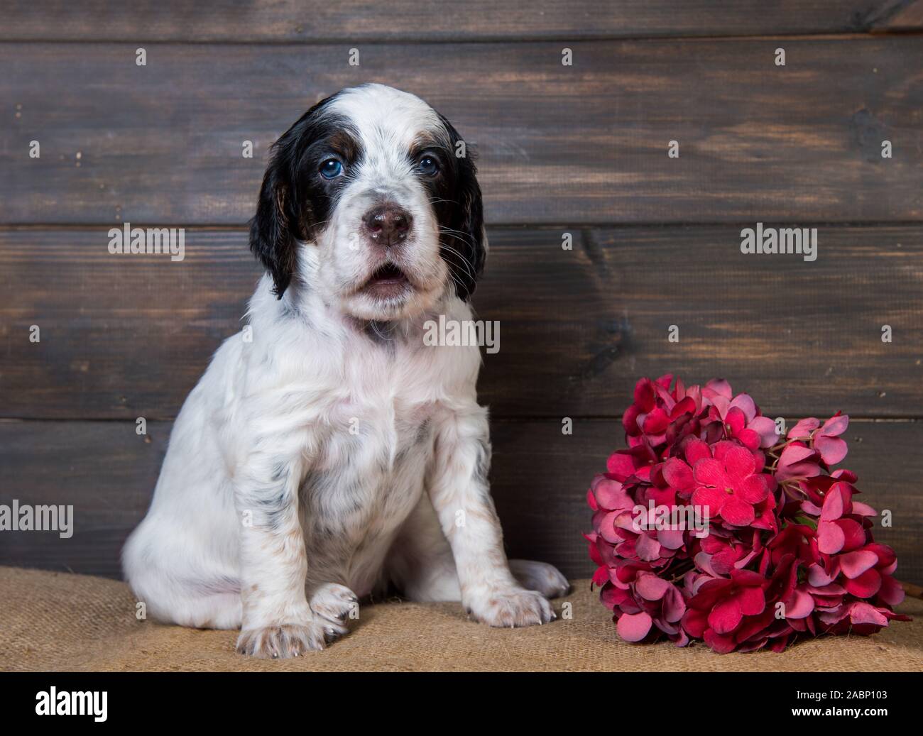 Cute English Setter puppy dog studio portrait Stock Photo - Alamy