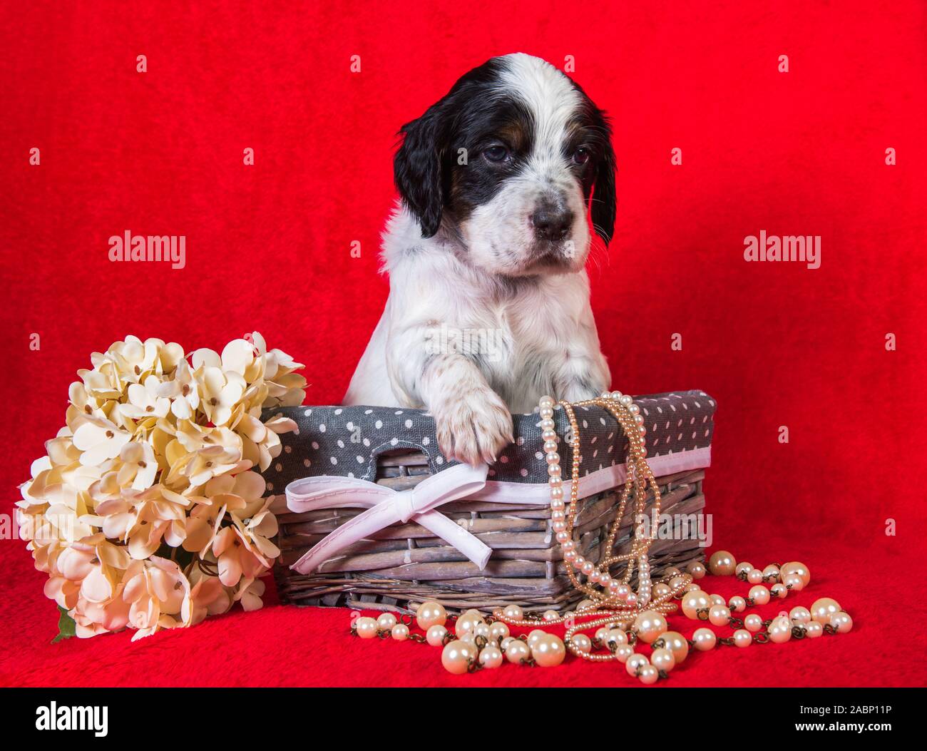 English setter puppy in a wood basket with flowers Stock Photo - Alamy