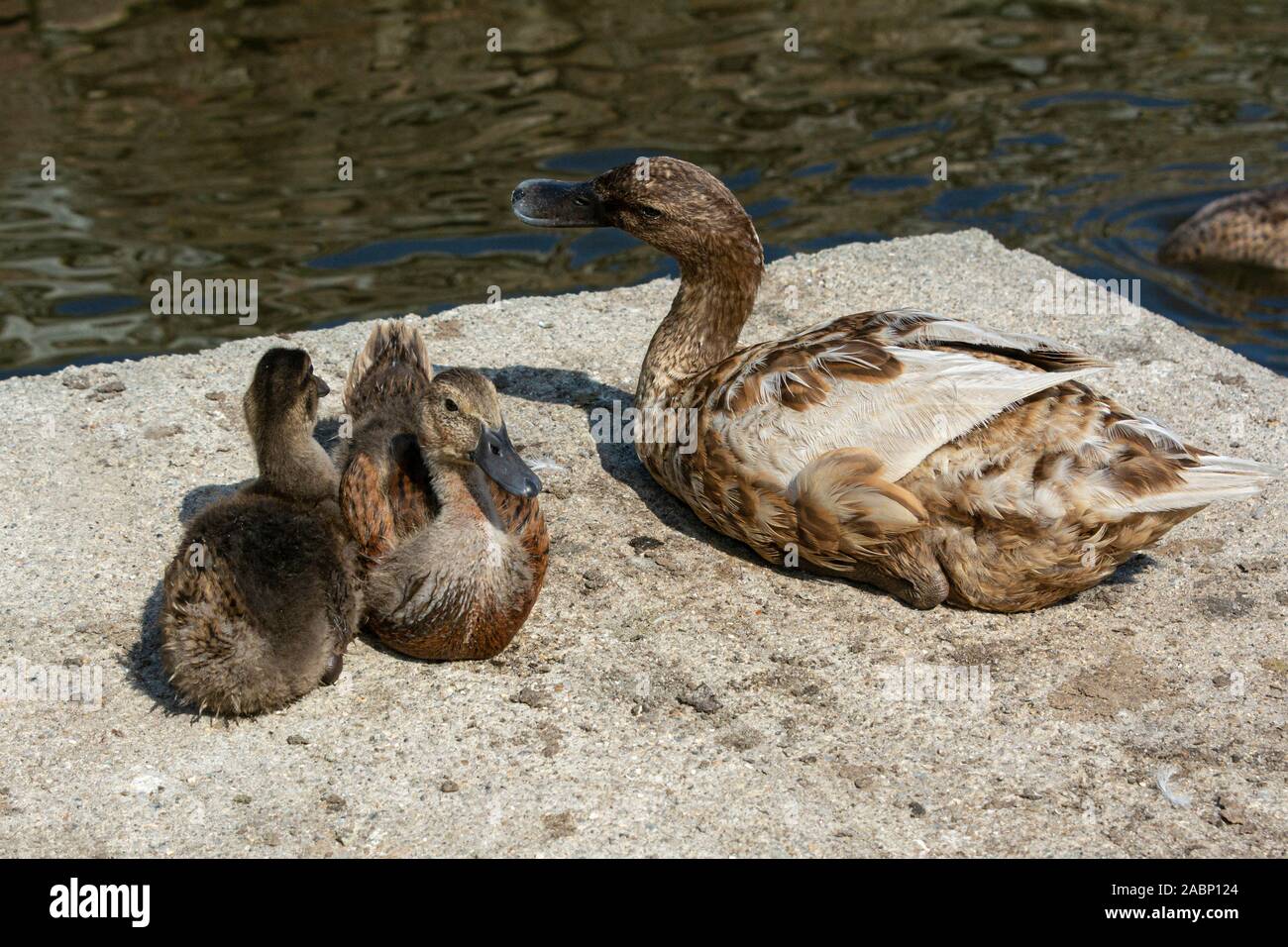Two ducklings and a female duck Stock Photo - Alamy