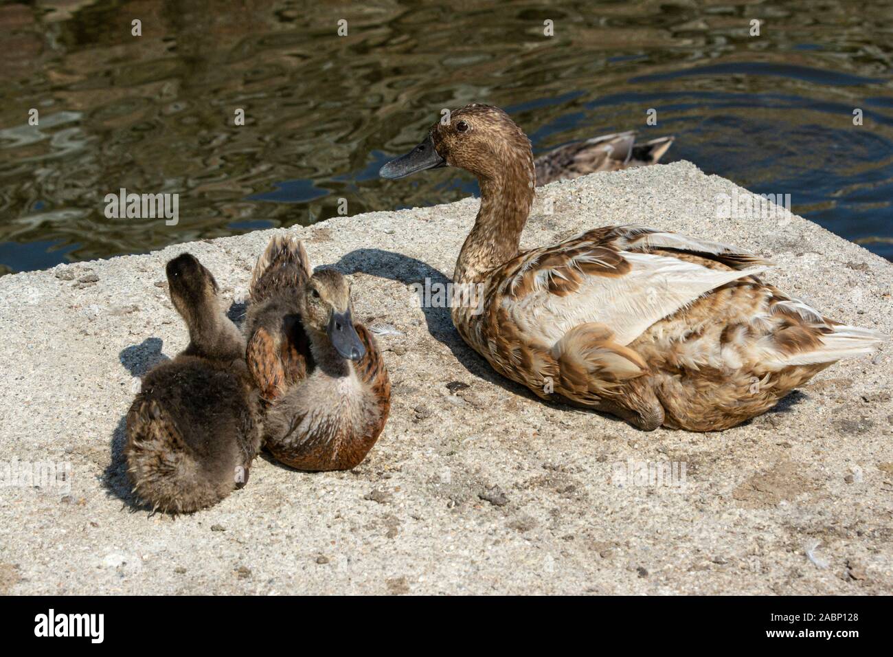 Two ducklings and a female duck Stock Photo - Alamy