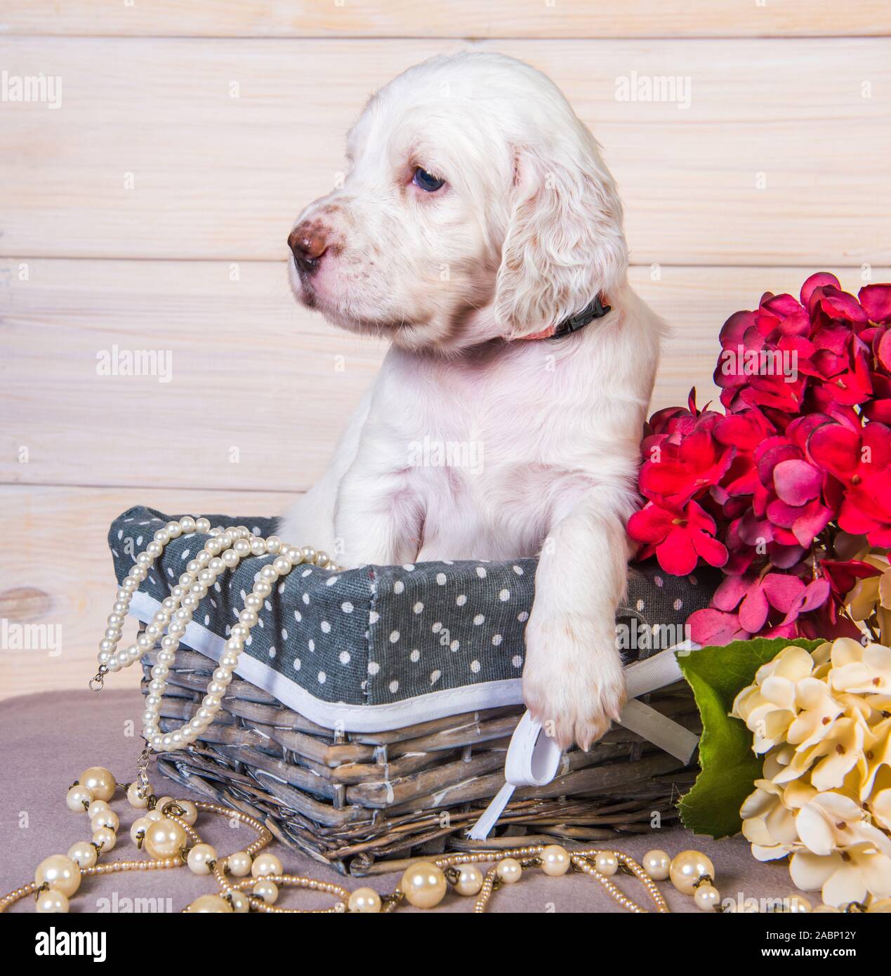 English setter puppy in a wood basket with flowers Stock Photo - Alamy