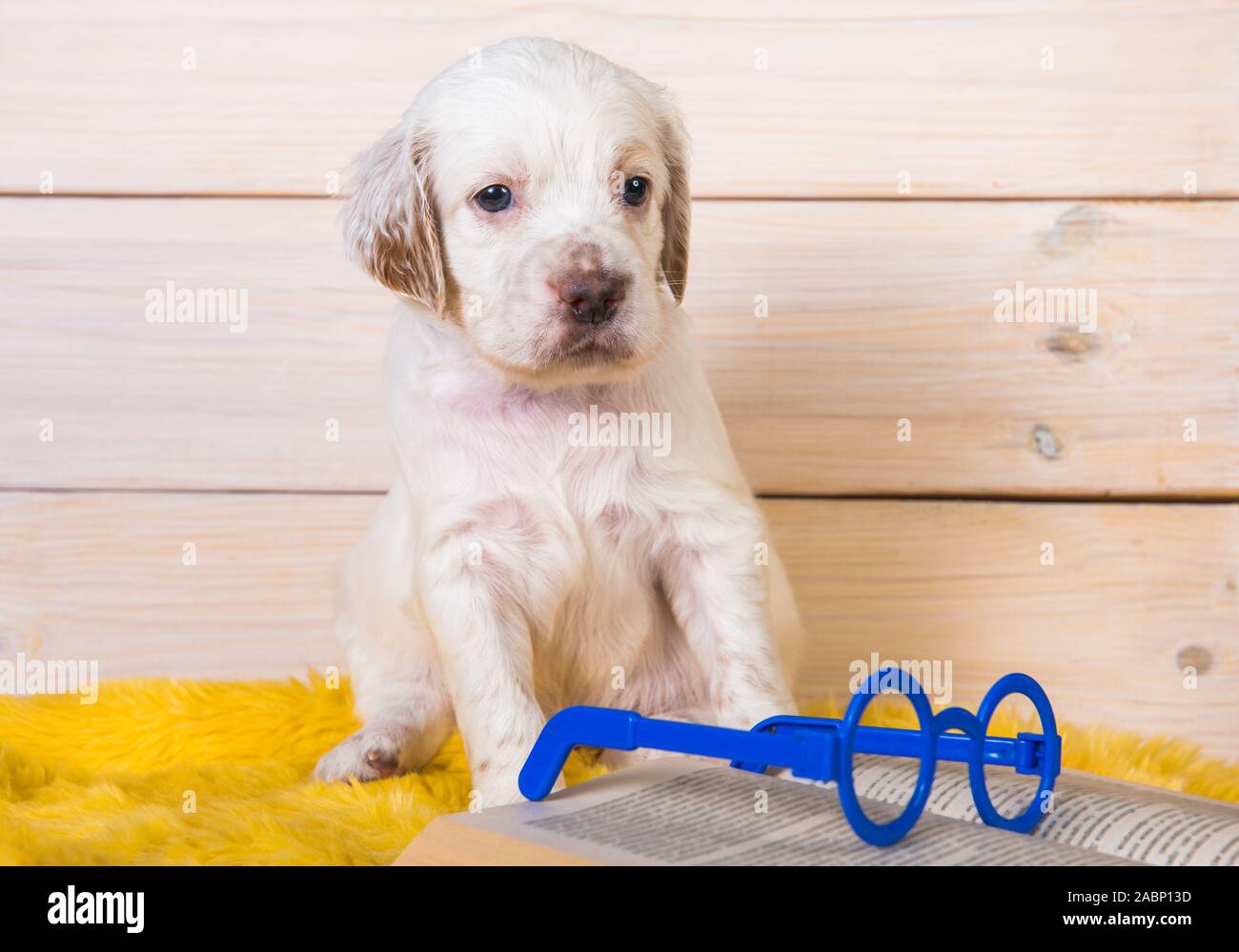 White English setter puppy dog is reading book Stock Photo - Alamy