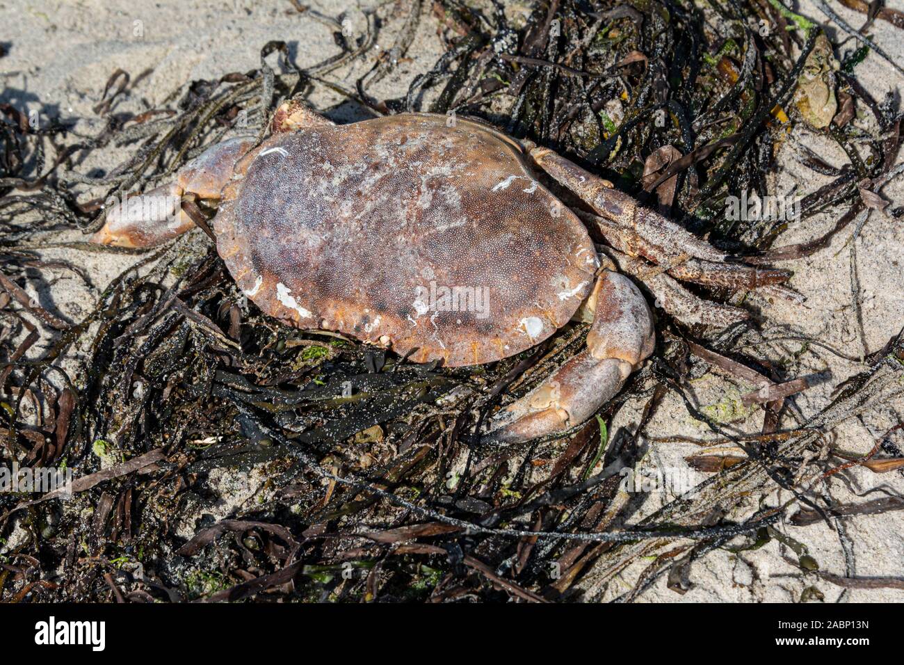 Scilly crab hi-res stock photography and images - Alamy