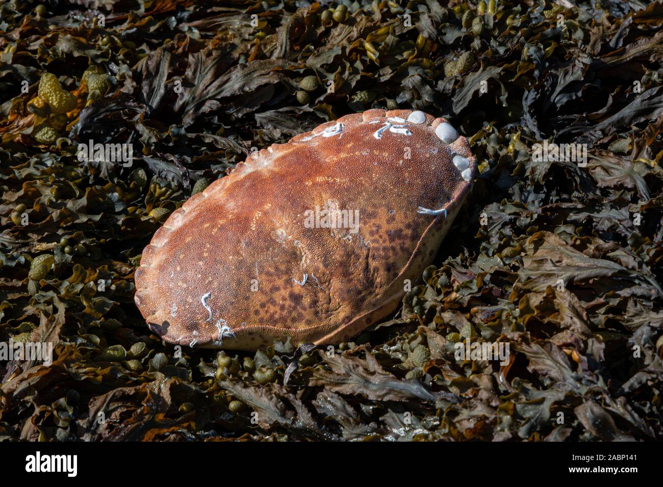 Scilly crab hi-res stock photography and images - Alamy