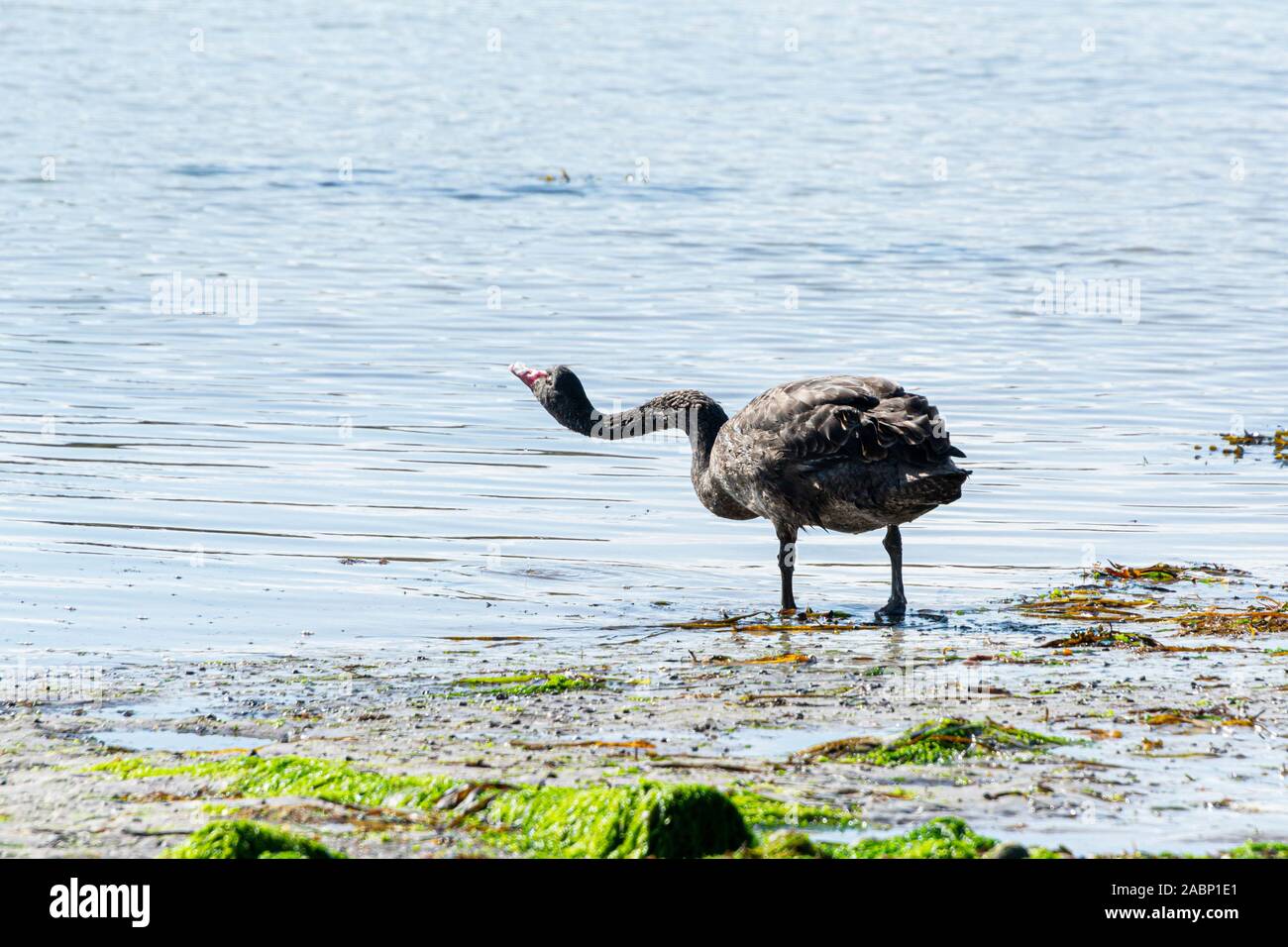 Porthloo beach hi-res stock photography and images - Alamy