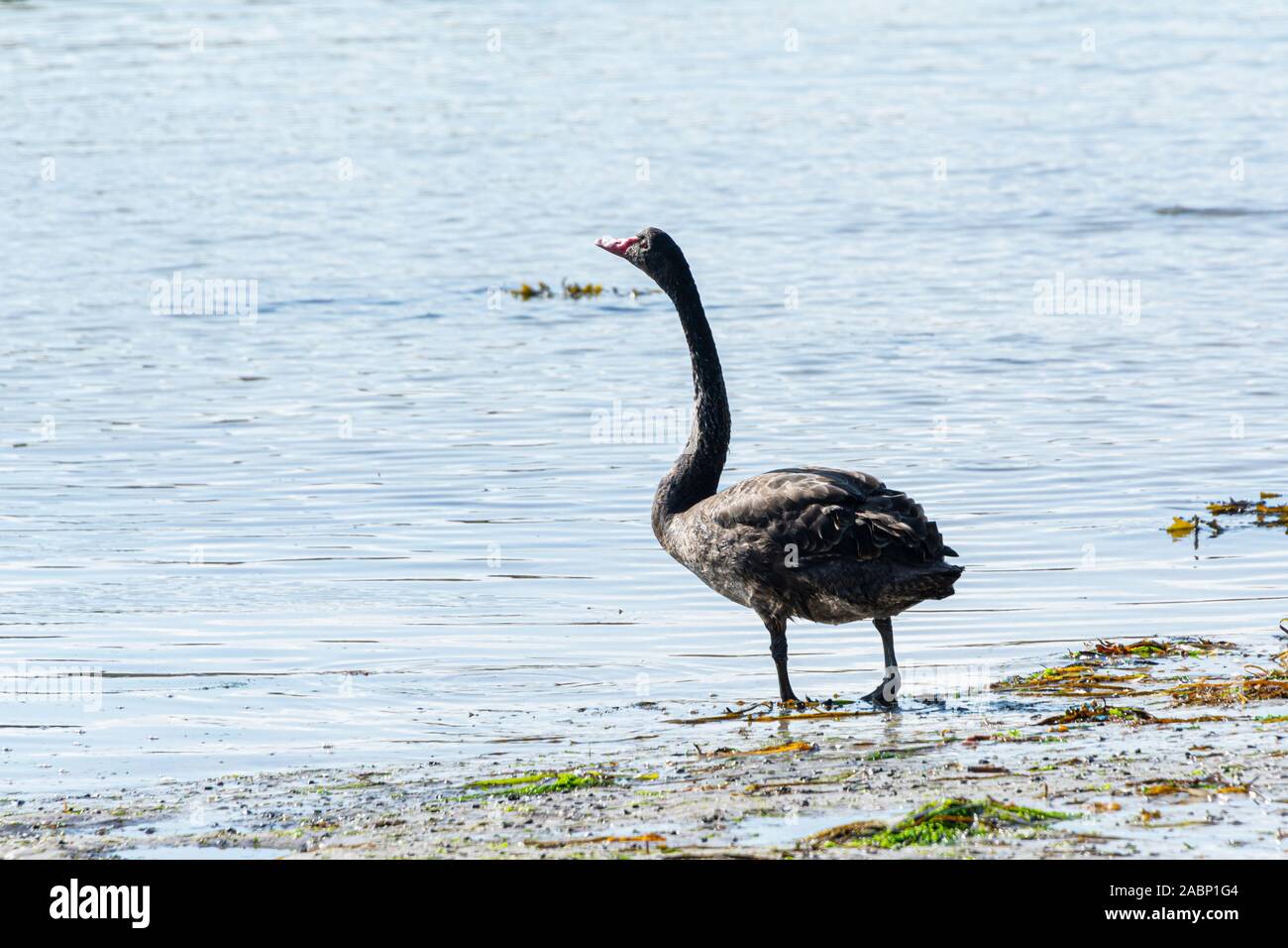 A black swan (Cygnus atratus) on the shoreline of Porthloo beach, St ...
