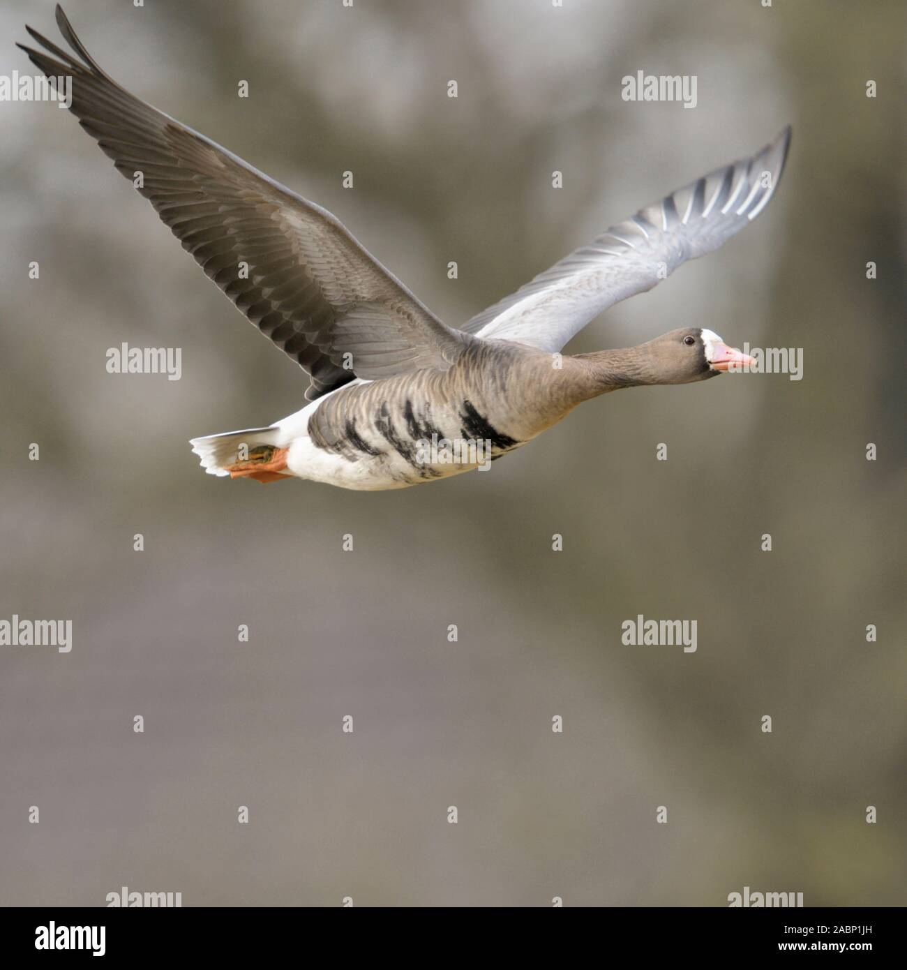 Grey goose in flight hi-res stock photography and images - Alamy