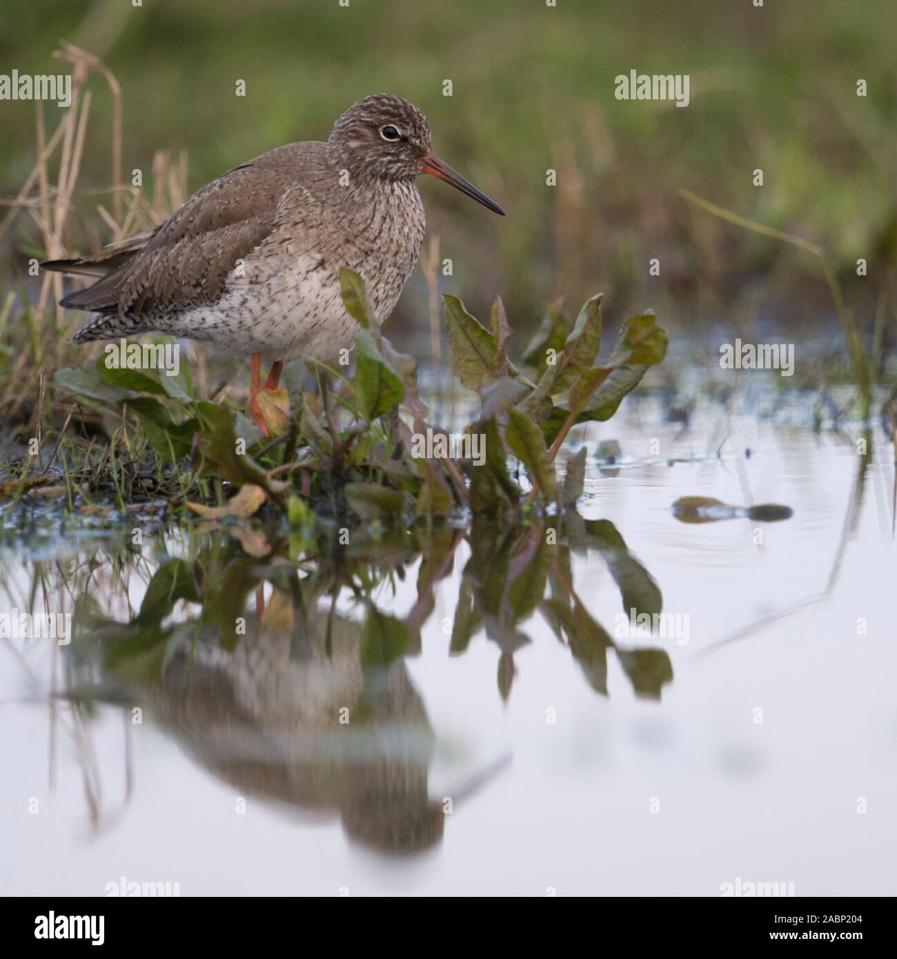 Roosting redshanks hi-res stock photography and images - Alamy