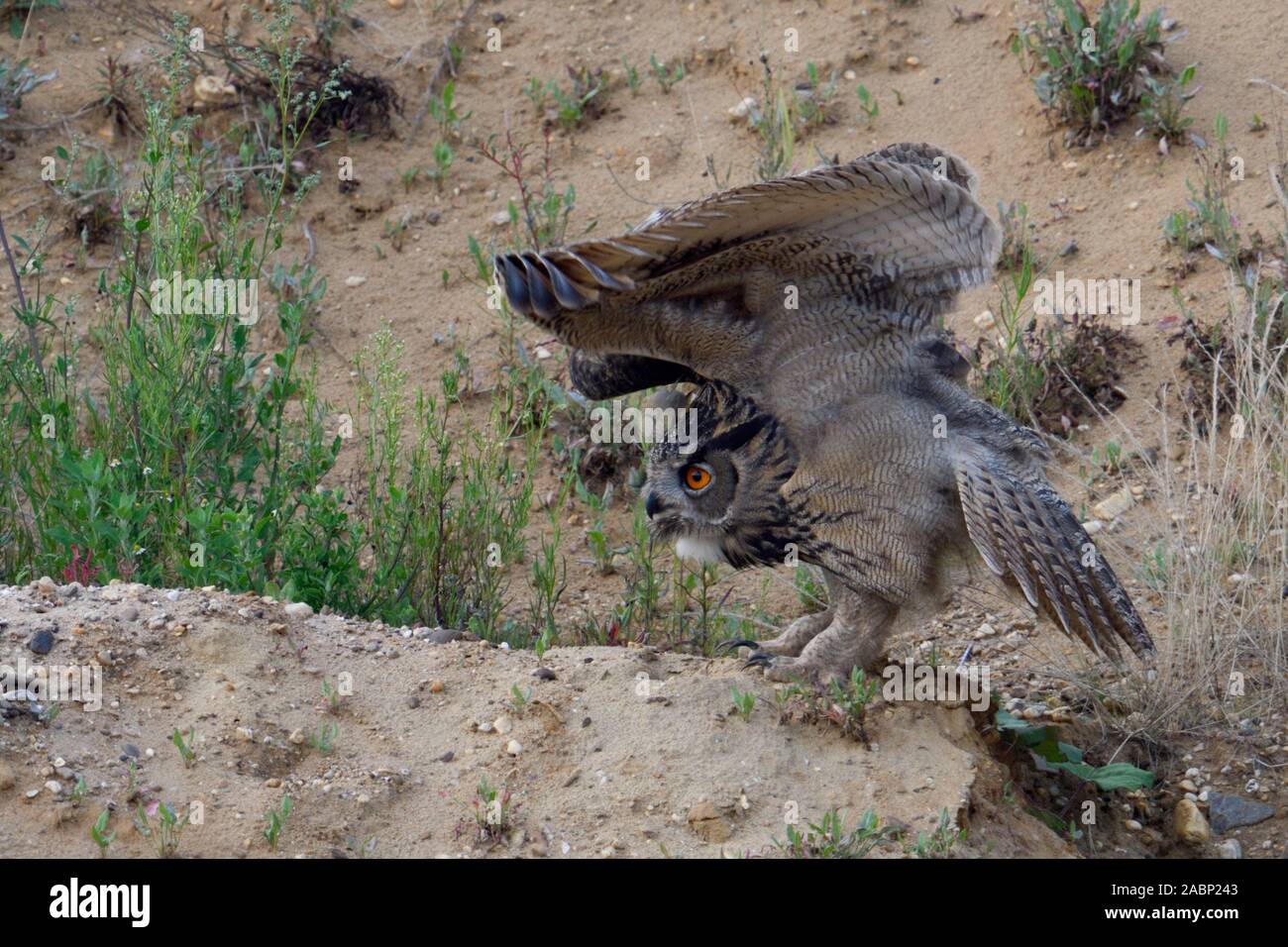 Full body owl hi-res stock photography and images - Alamy