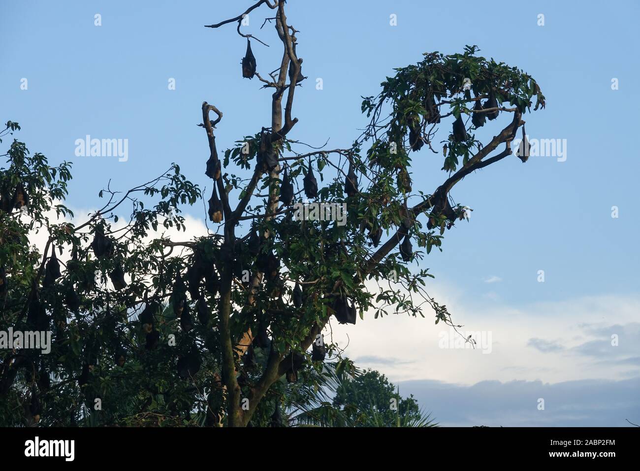 Bats on a tree on the sky background in the jungle of Sri Lanka Stock ...