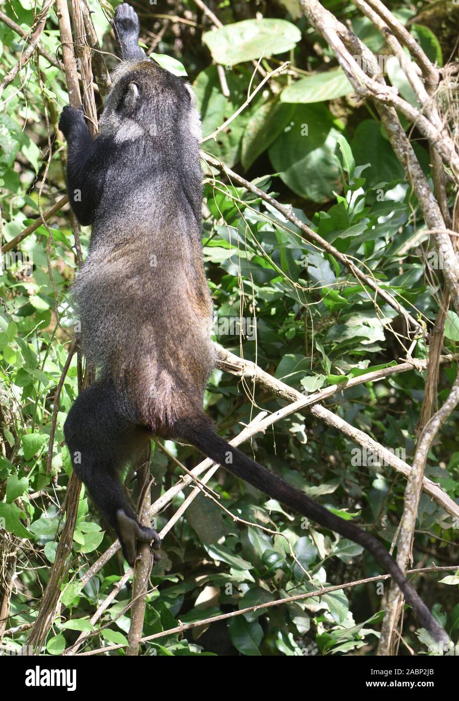 A Sykes' monkey (Cercopithecus albogularis) foraging for leaves. Arusha ...