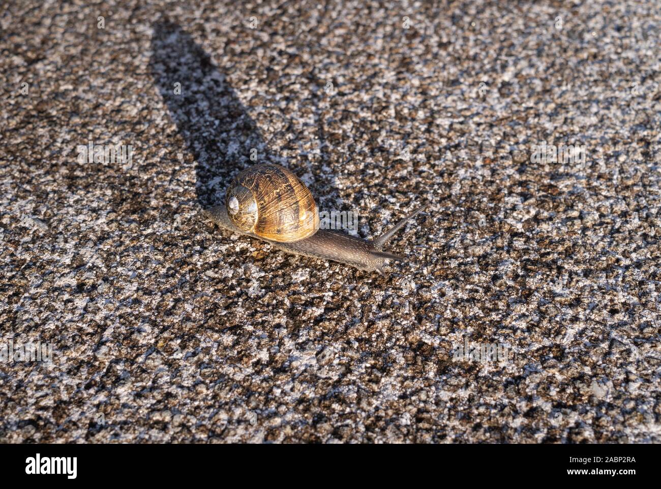 Common snail in shell crawling on granite stone surface. Outdoor at ...