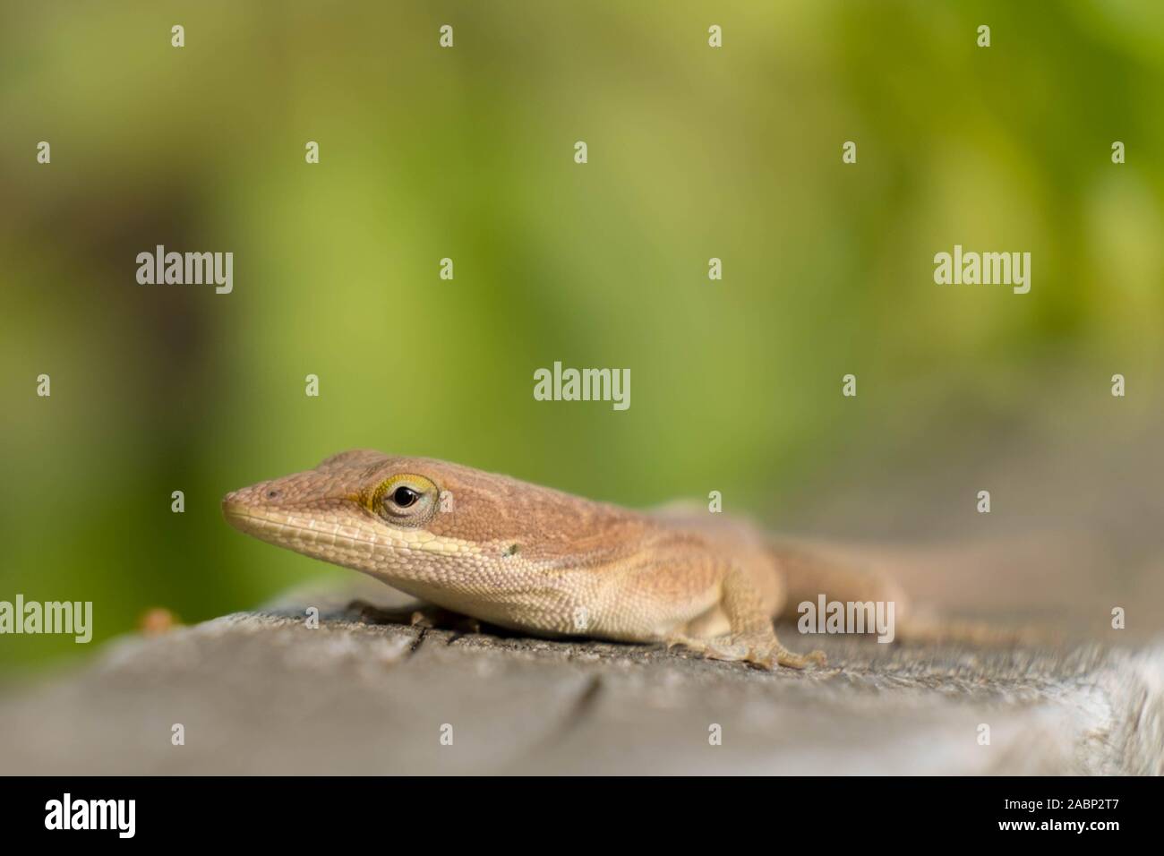 Close up of a Carolina Anole at Yates Mill County Park, Raleigh, North ...