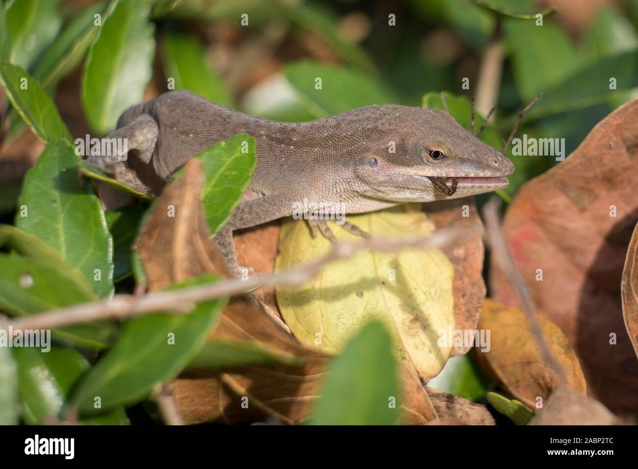 A Carolina Anole munches on a spider for supper. Yates Mill County Park ...