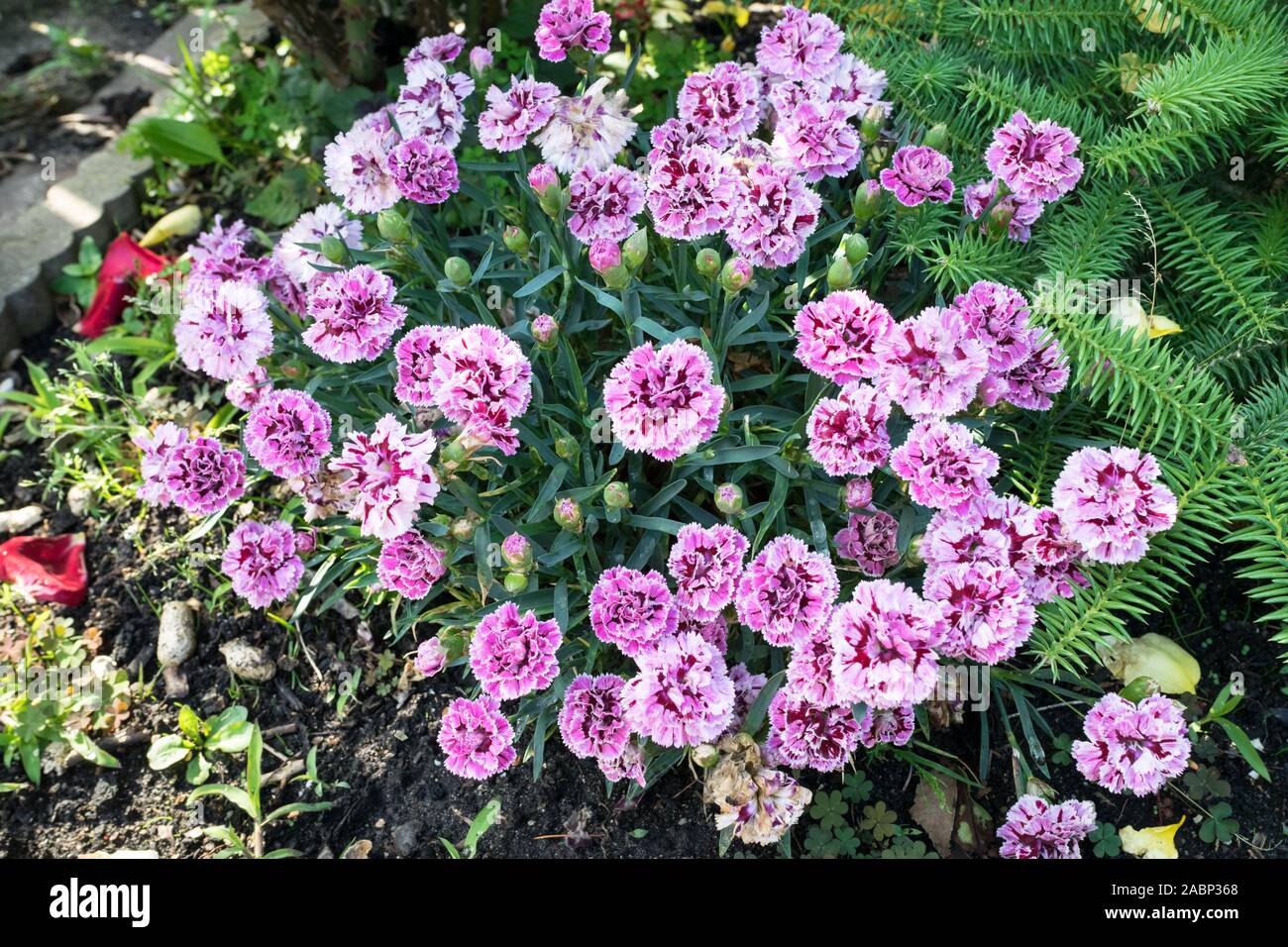 Dianthus flowers hi-res stock photography and images - Alamy