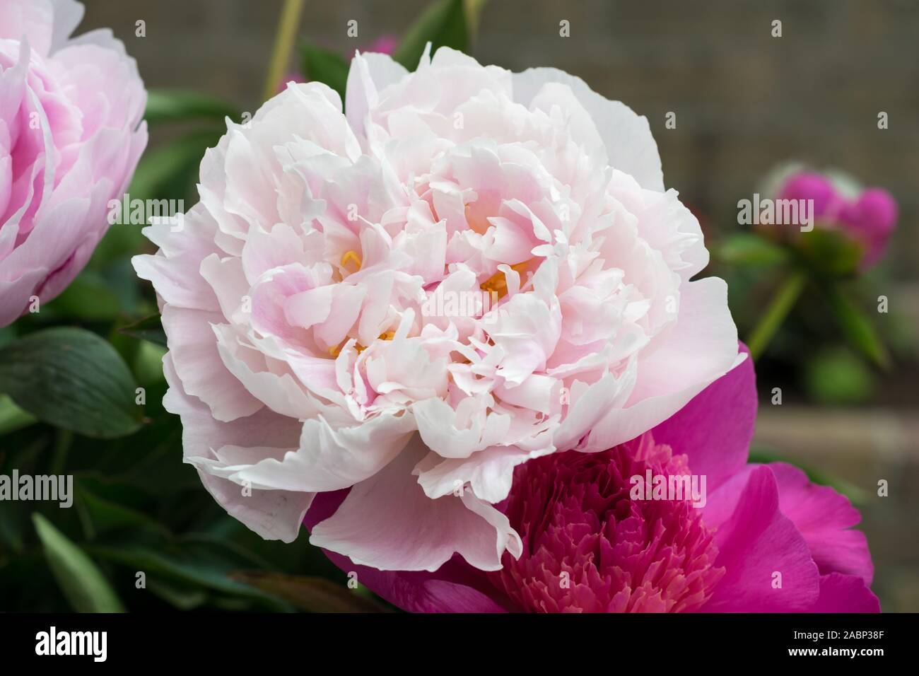 Large light rose colored double peony (paeony) flower in a garden Stock ...