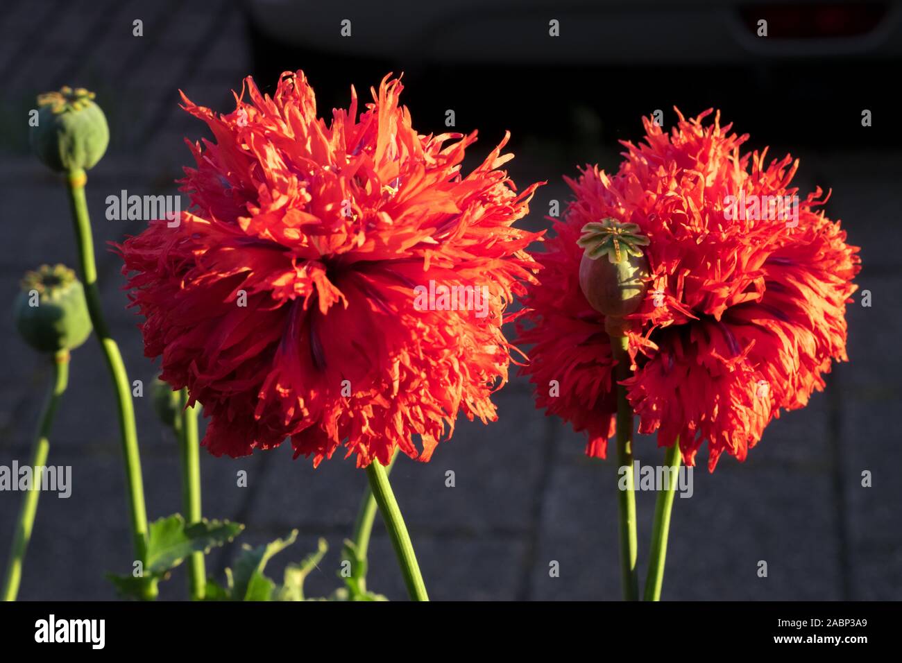 Double flowered poppies hi-res stock photography and images - Alamy