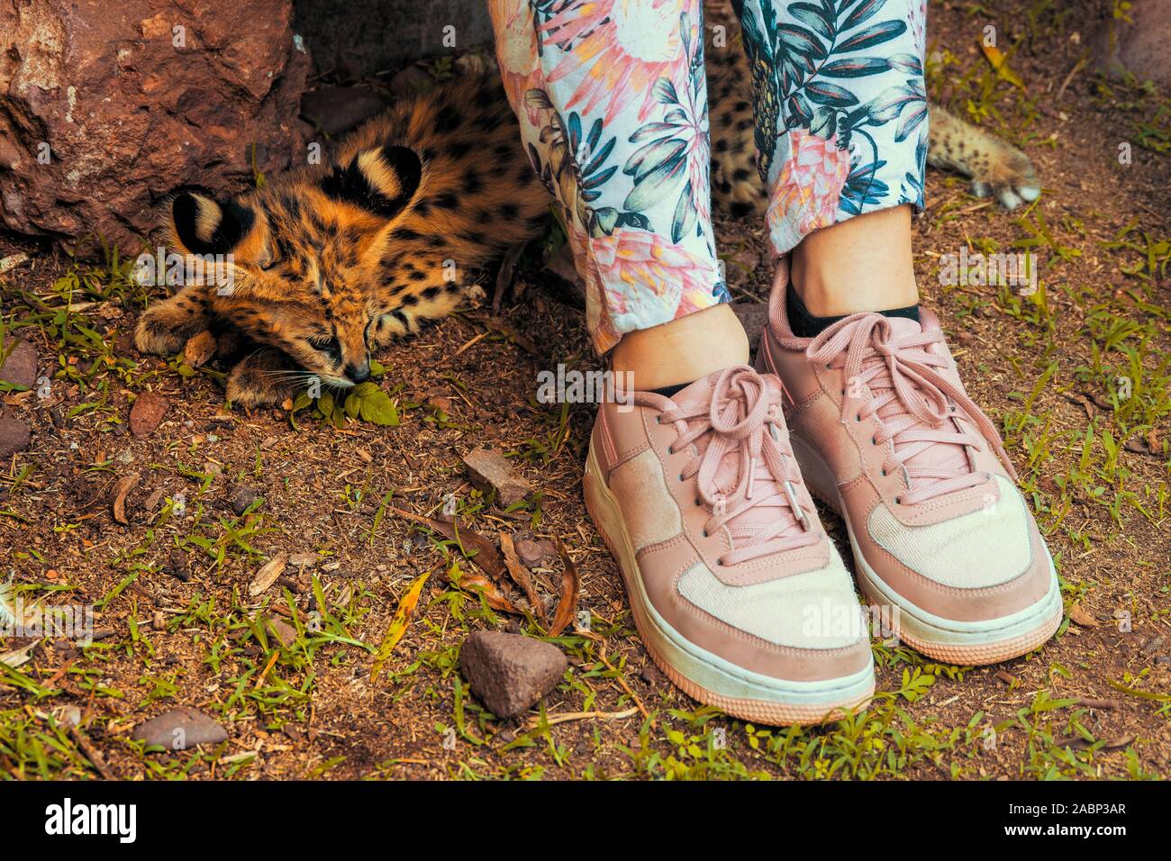 2 month old serval kitten (Leptailurus serval) hiding underneath the ...