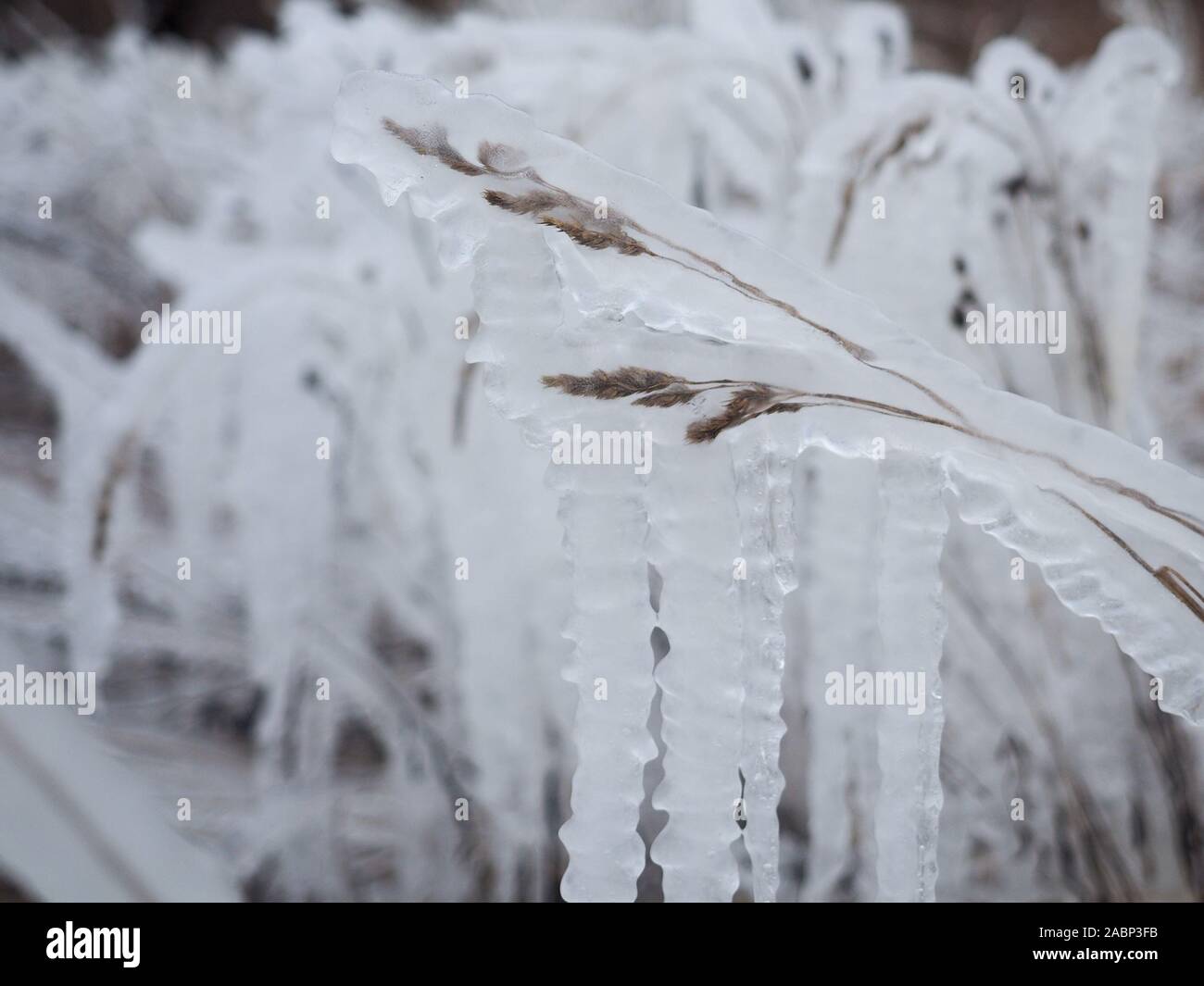 The ears in the field were icy. The effects of the cold snap, the ...